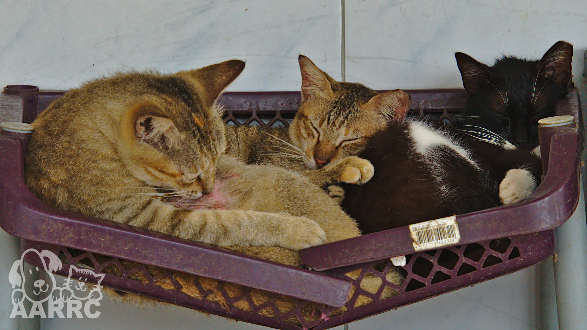 Stray Animals rescued in Aklan - AARRC Philippines