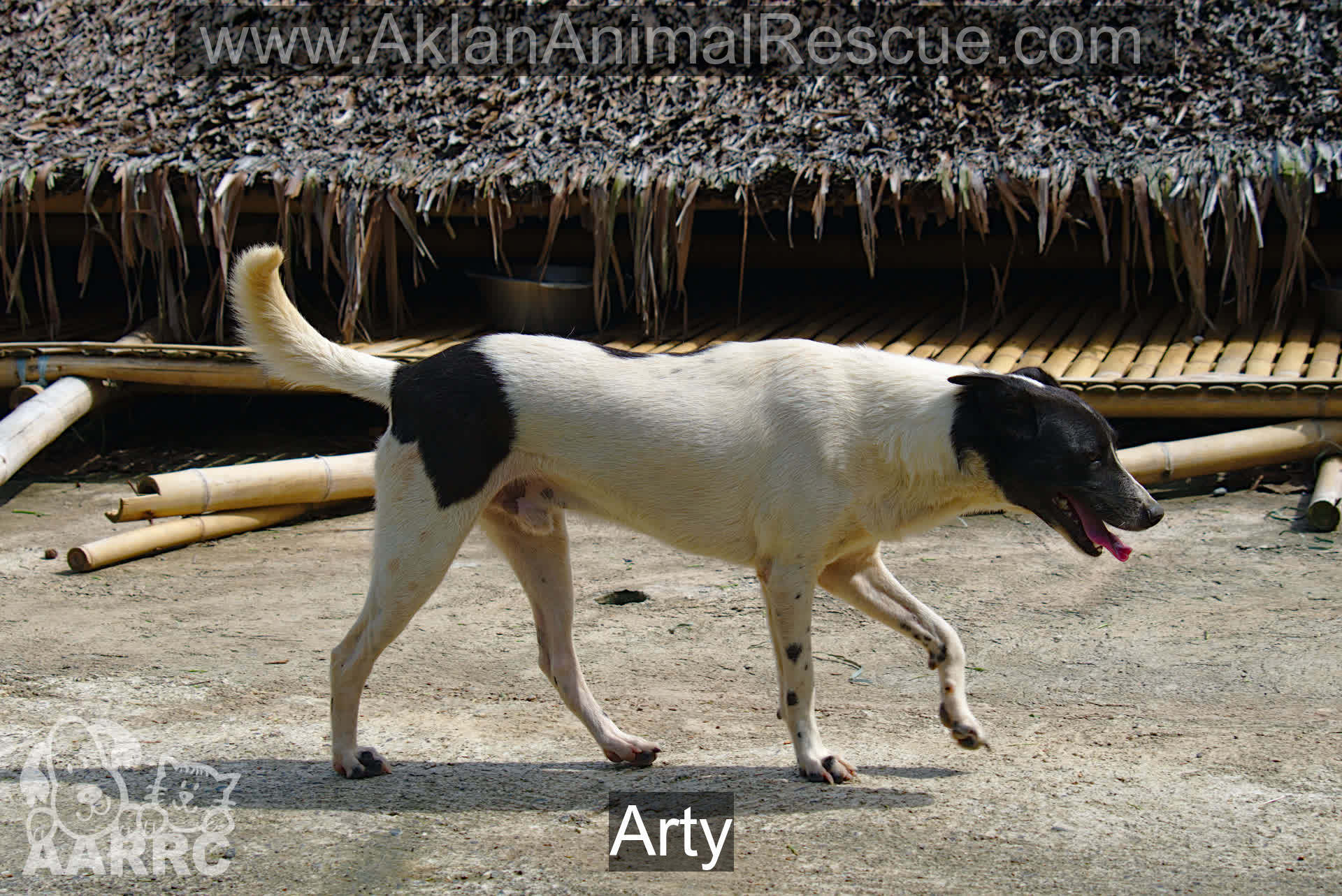Arty - Dog Adoption or Sponsorship in Aklan - AARRC Philippines