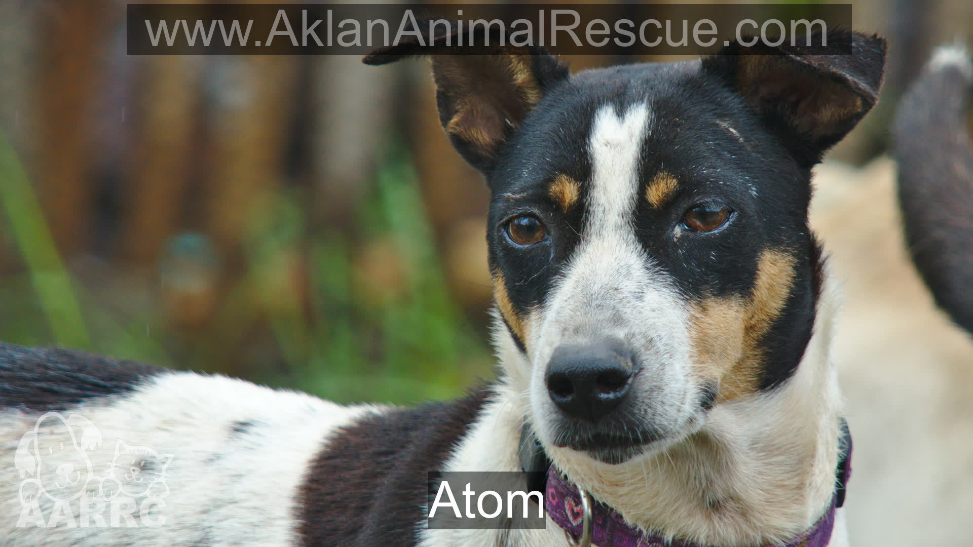Atom - Dog Adoption or Sponsorship in Aklan - AARRC Philippines