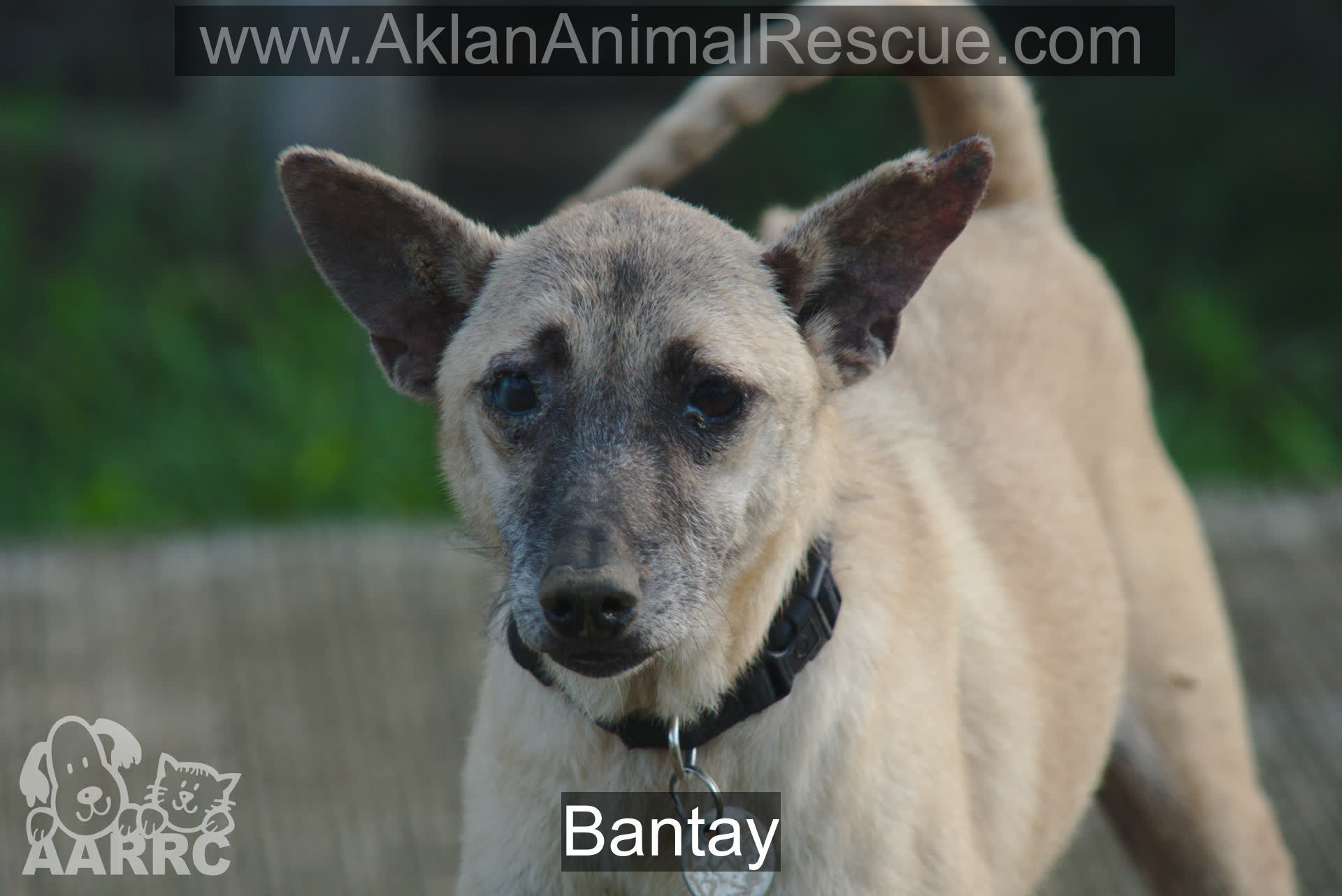 Bantay - Dog Adoption or Sponsorship in Aklan - AARRC Philippines