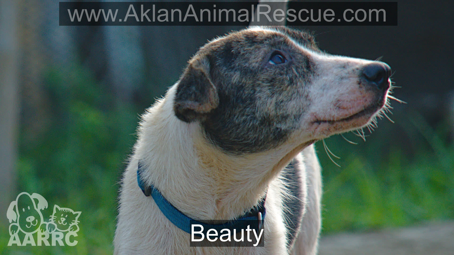 Beauty - Dog Adoption or Sponsorship in Aklan - AARRC Philippines