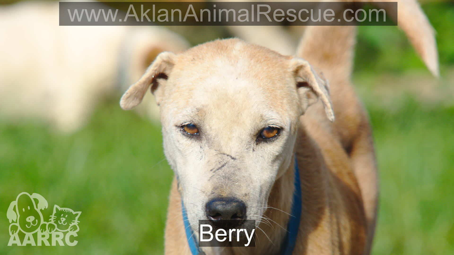 Berry - Dog Adoption or Sponsorship in Aklan - AARRC Philippines
