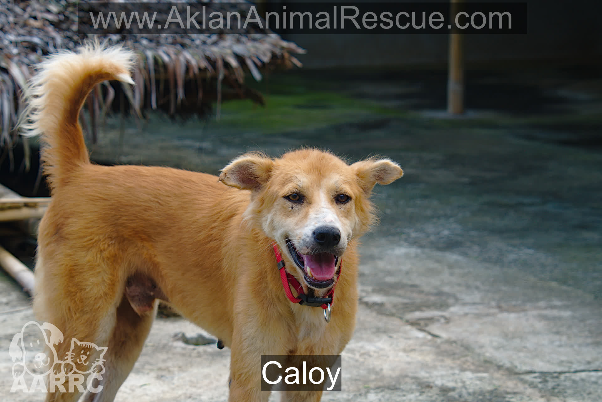 Caloy - Dog Adoption or Sponsorship in Aklan - AARRC Philippines