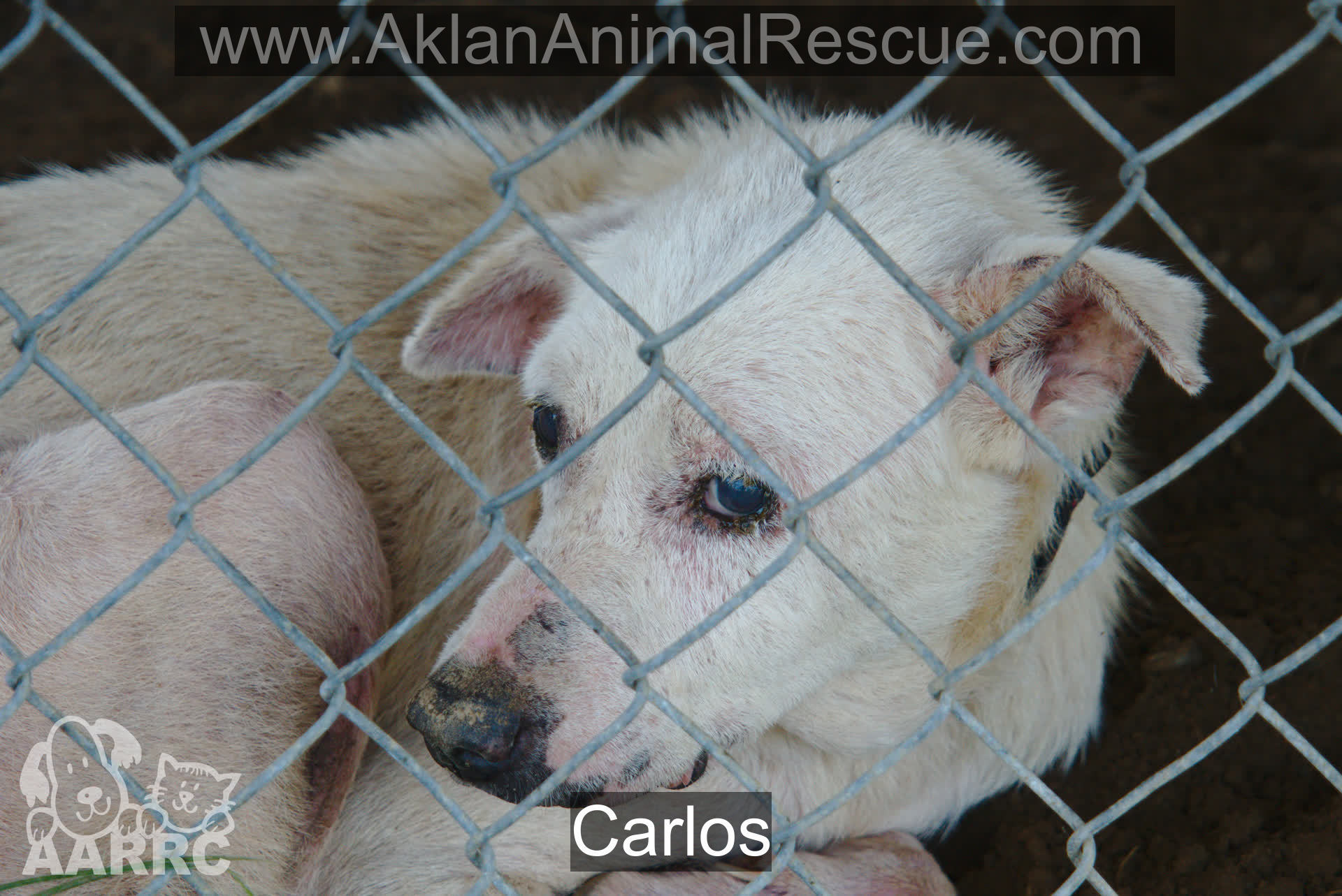 Carlos - Dog Adoption or Sponsorship in Aklan - AARRC Philippines