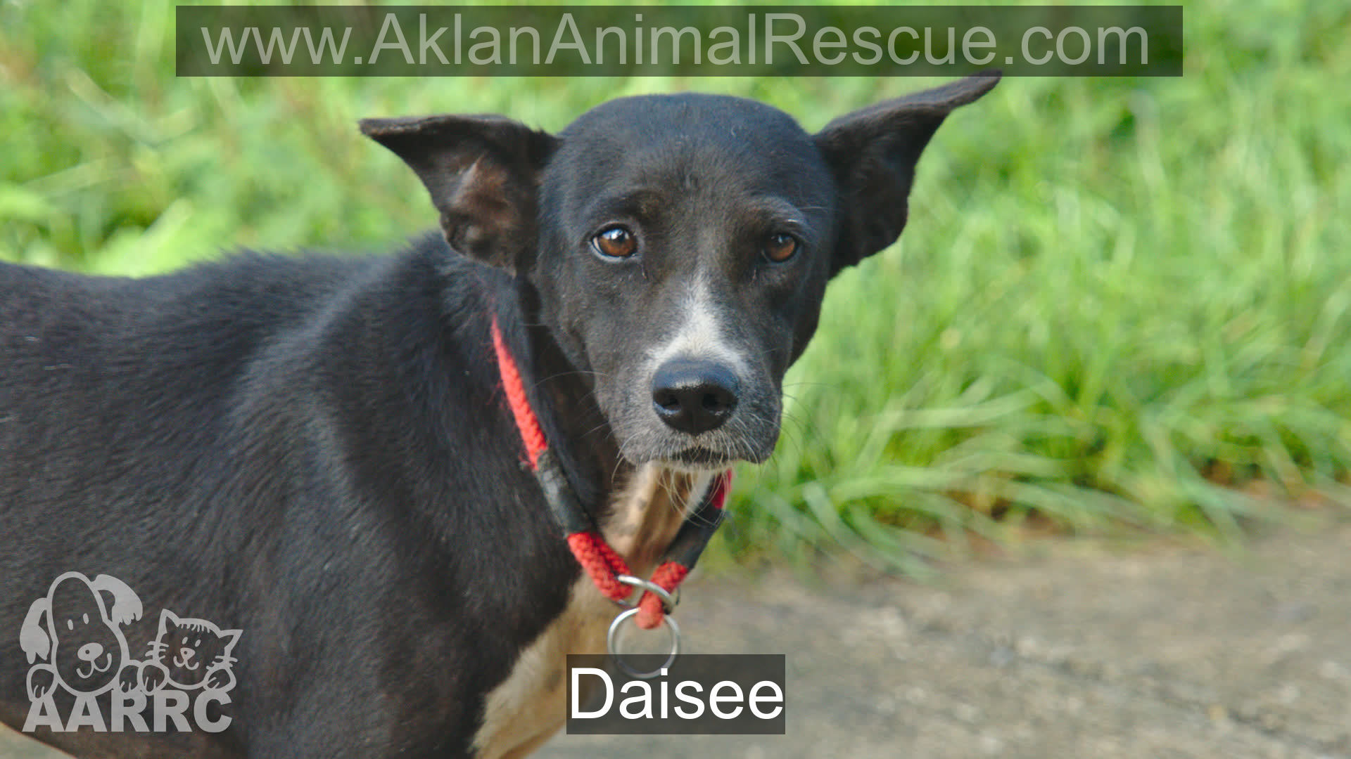 Daisee - Dog Adoption or Sponsorship in Aklan - AARRC Philippines