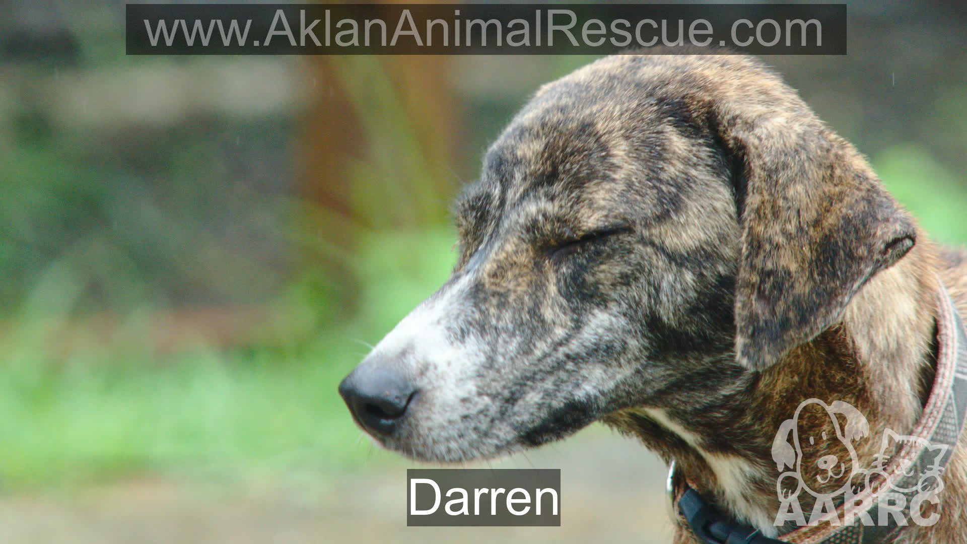Darren - Dog Adoption or Sponsorship in Aklan - AARRC Philippines