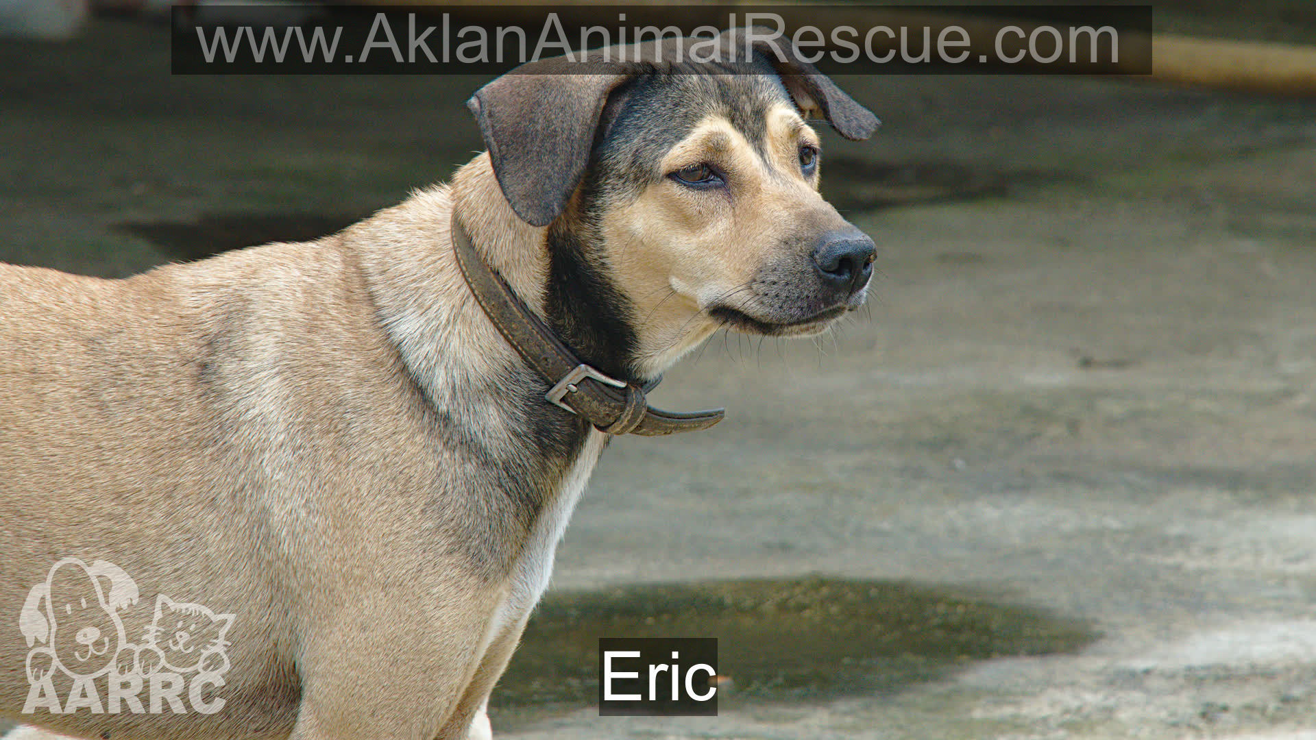 Eric - Dog Adoption or Sponsorship in Aklan - AARRC Philippines