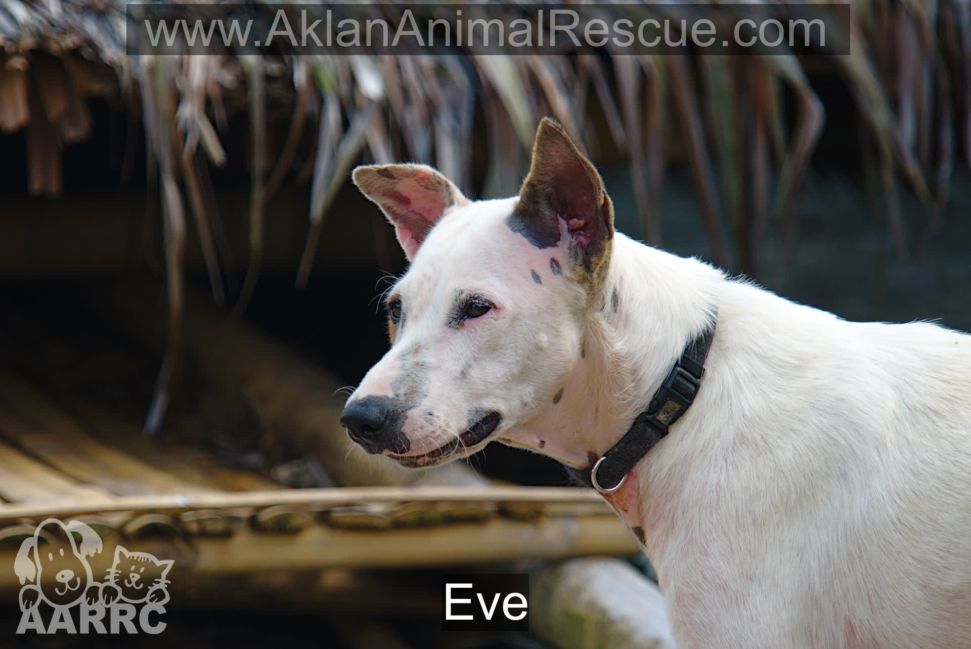 Eve - Dog Adoption or Sponsorship in Aklan - AARRC Philippines