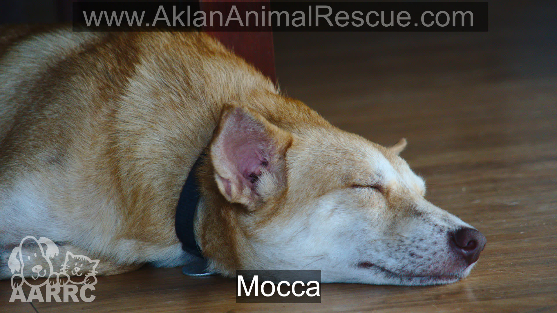Mocca - Dog Adoption or Sponsorship in Aklan - AARRC Philippines