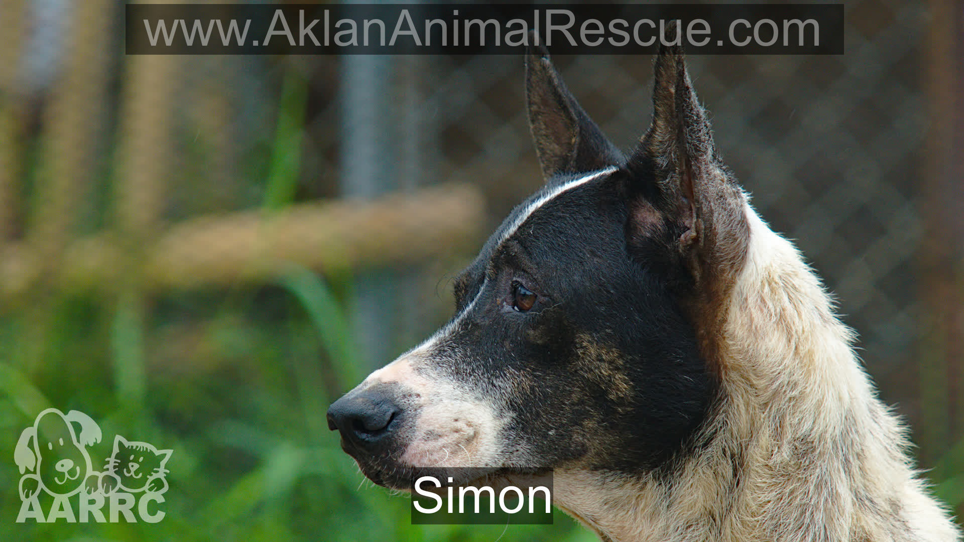Simon - Dog Adoption or Sponsorship in Aklan - AARRC Philippines