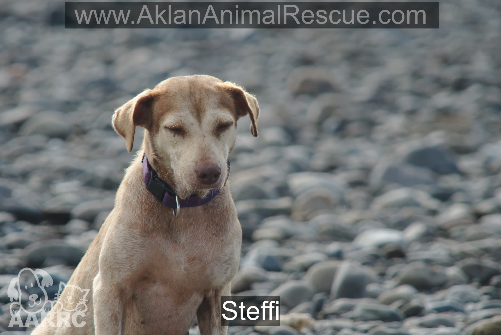 Steffi - Dog Adoption or Sponsorship in Aklan - AARRC Philippines